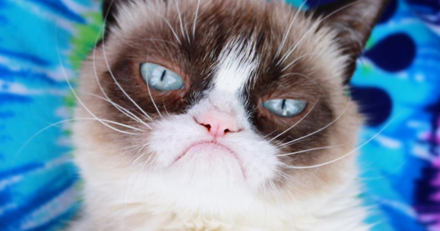 Grumpy Cat Dies At 7-Years-Old | Moms.com